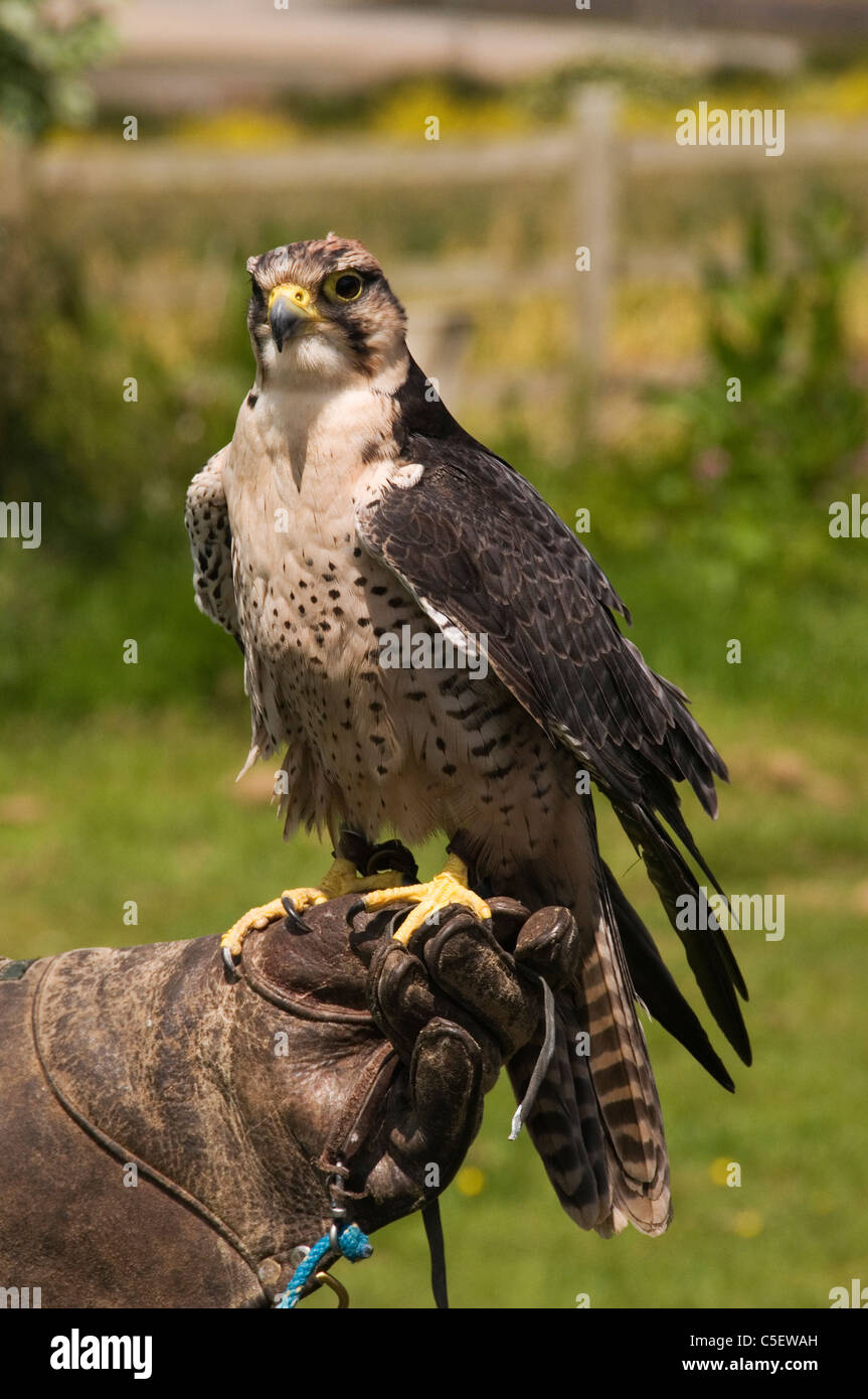 Peregrine falcon on gloved hand hi-res stock photography and images - Alamy