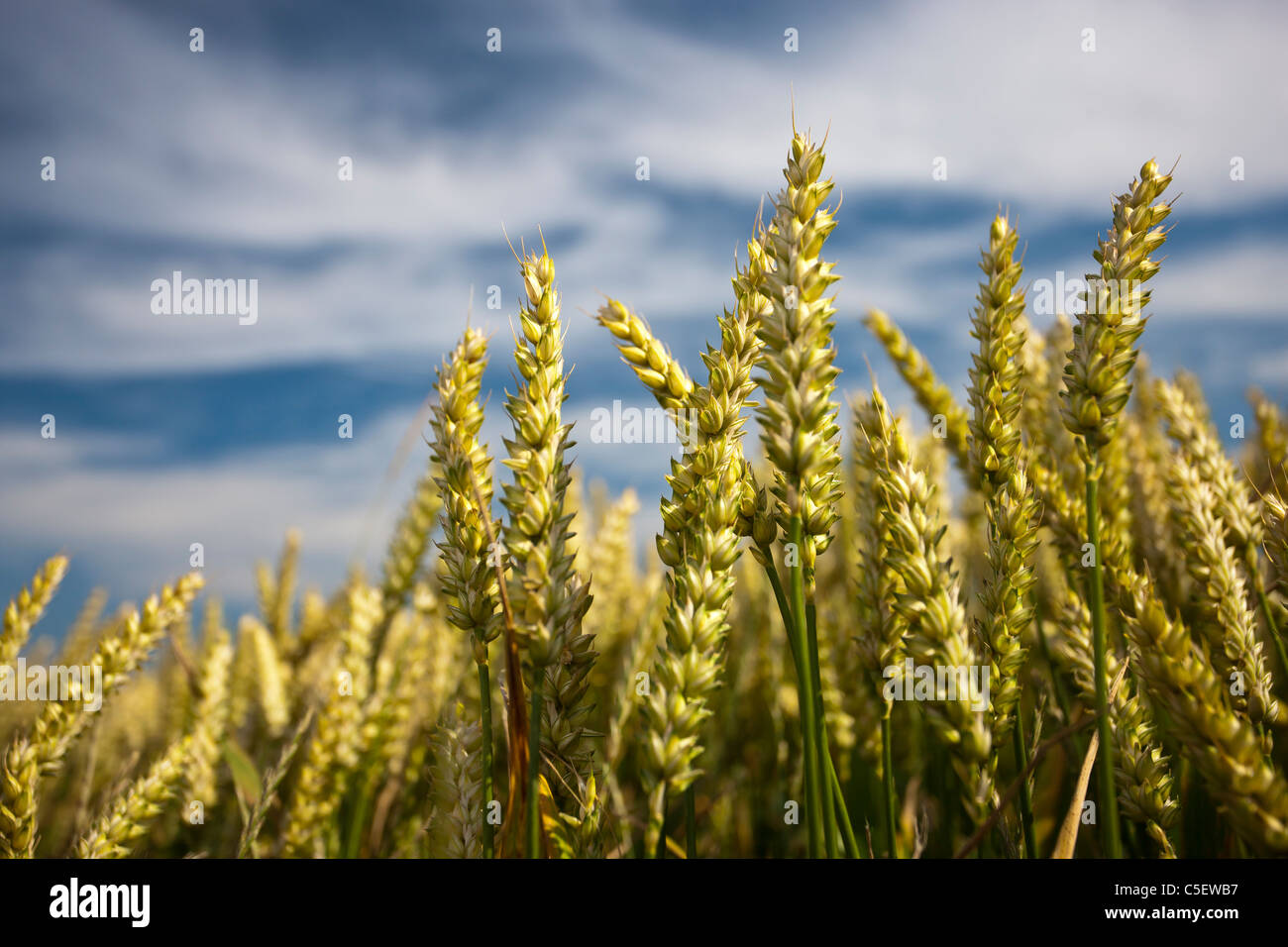 Grain graan land land streek plaats hi-res stock photography and images ...
