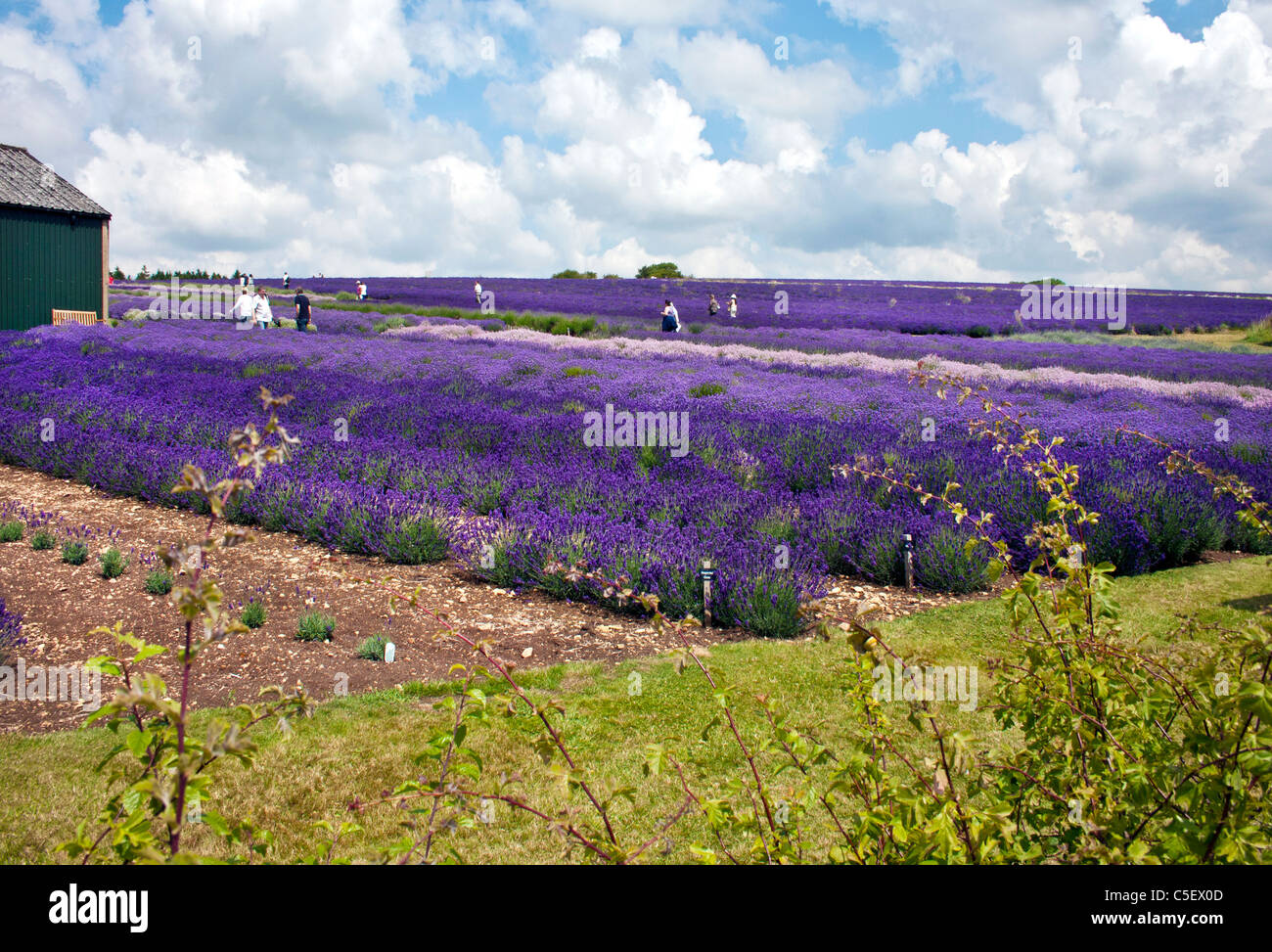 Lavender farm hi-res stock photography and images - Alamy