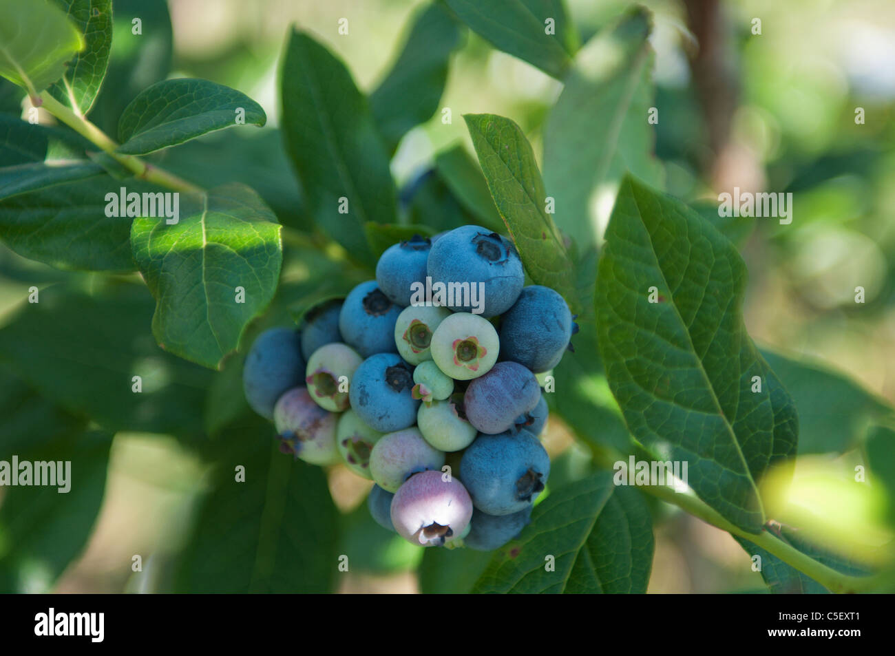 A bunch of ripe and unripe blueberries Stock Photo - Alamy