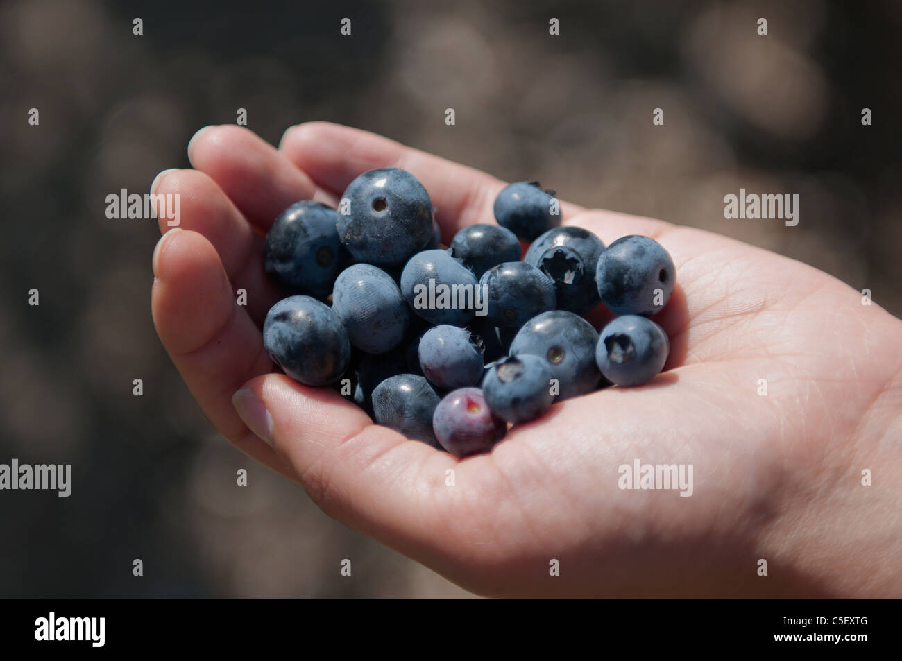 Woman's hand holding freshly picked blueberries Stock Photo - Alamy