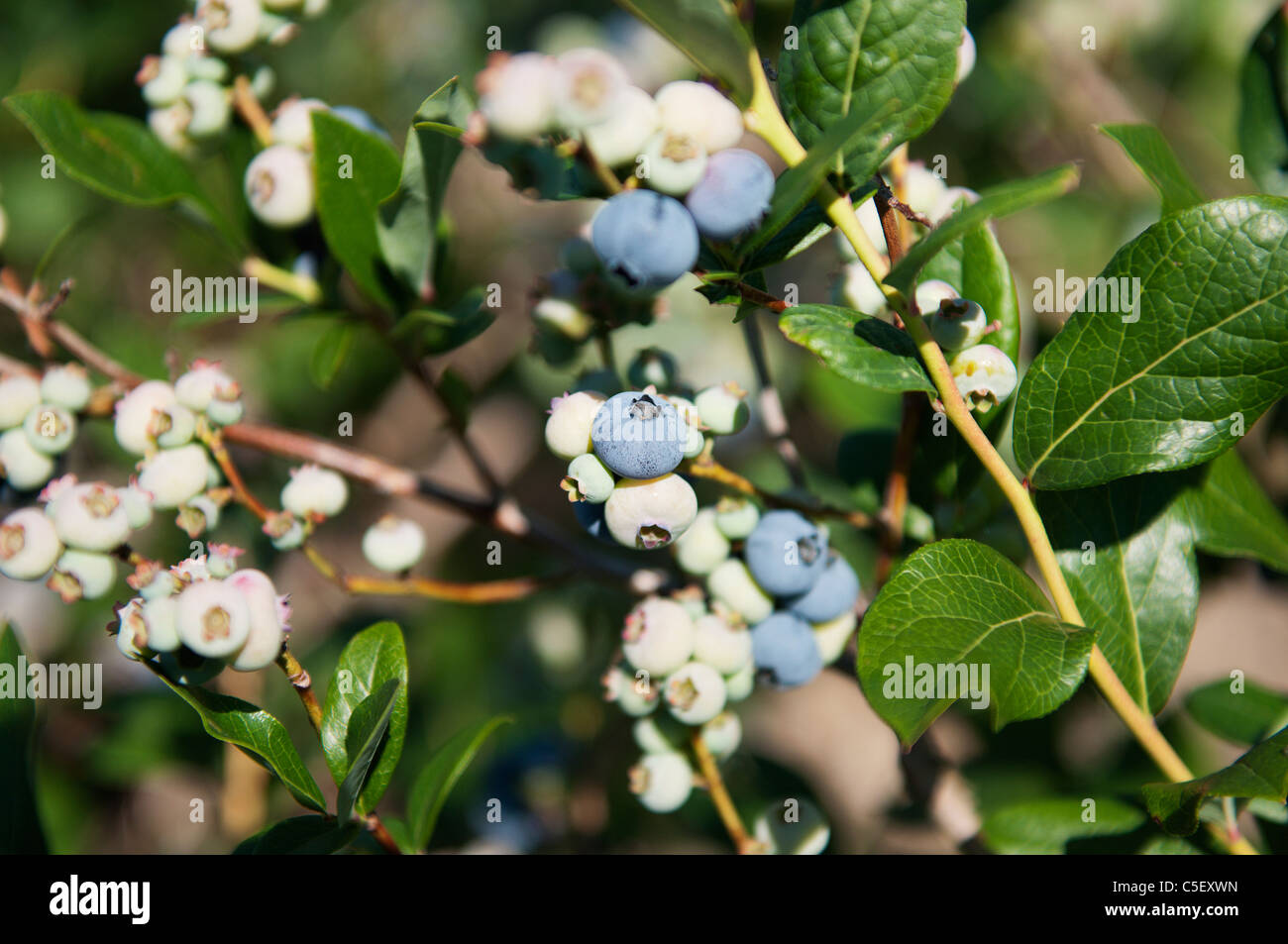 A bunch of ripe and unripe blueberries Stock Photo - Alamy