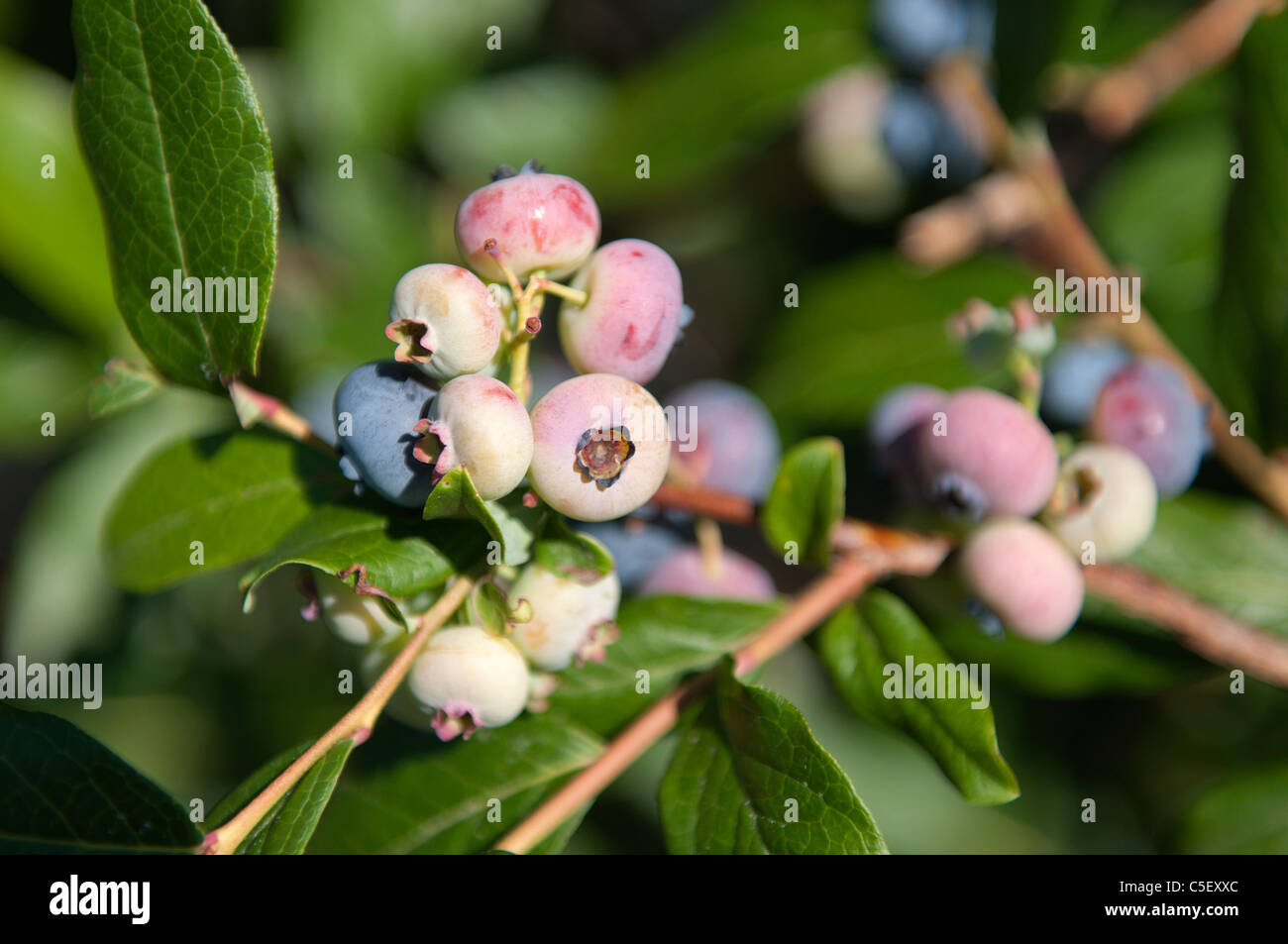A bunch of ripe and unripe blueberries Stock Photo - Alamy