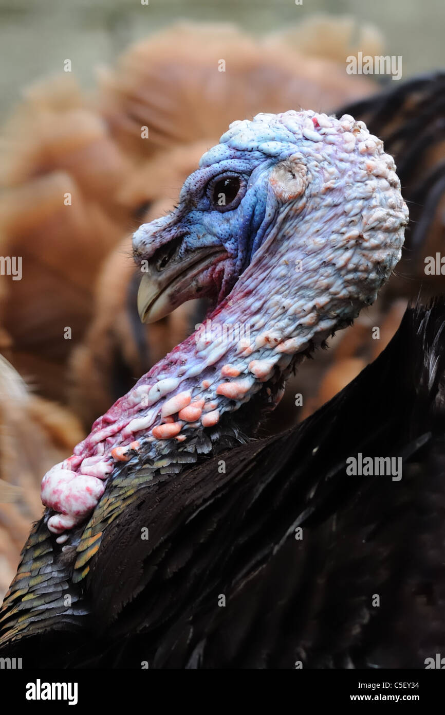 Colourful turkey head and neck close-up Stock Photo - Alamy