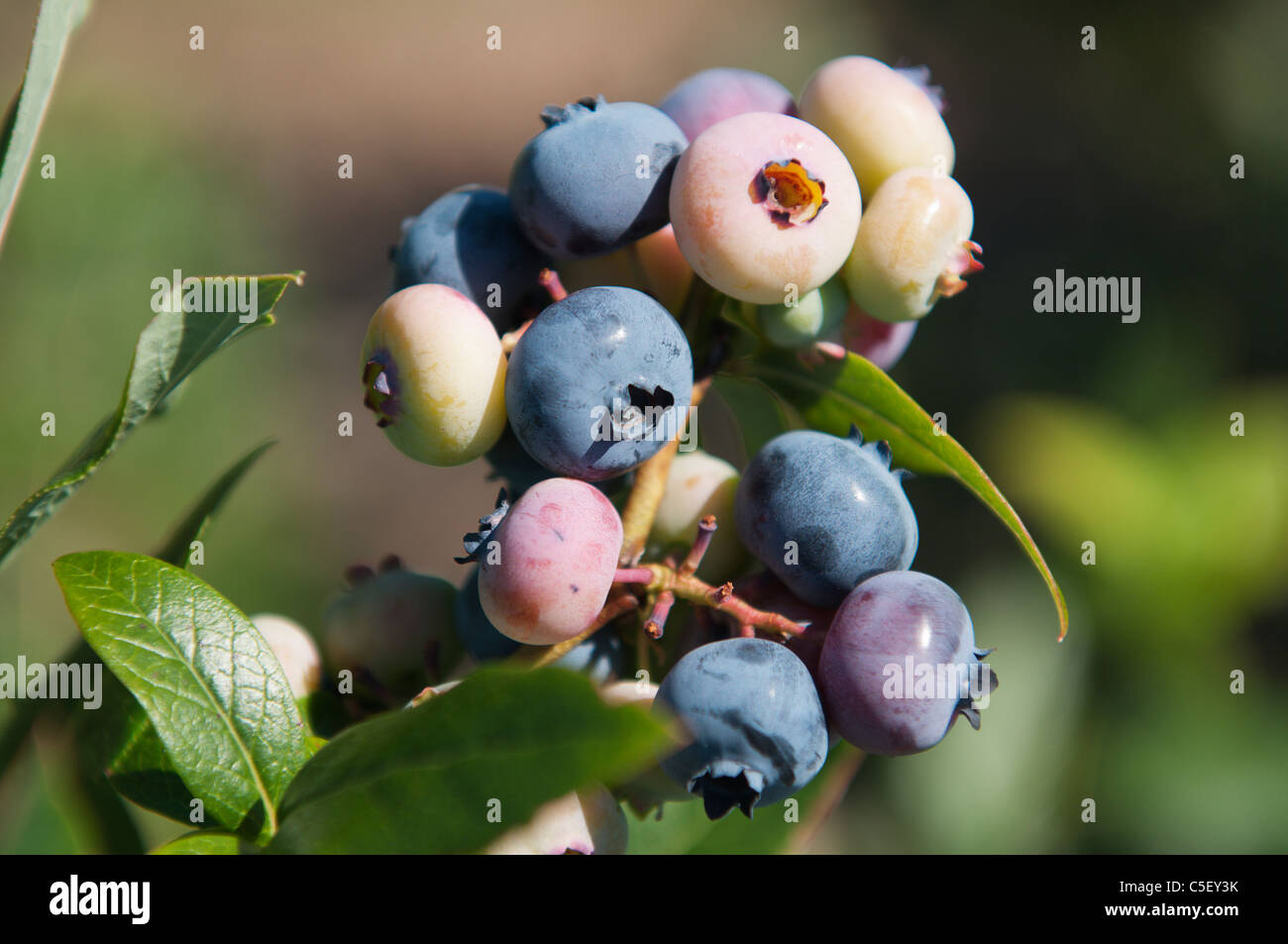 A bunch of ripe and unripe blueberries Stock Photo - Alamy