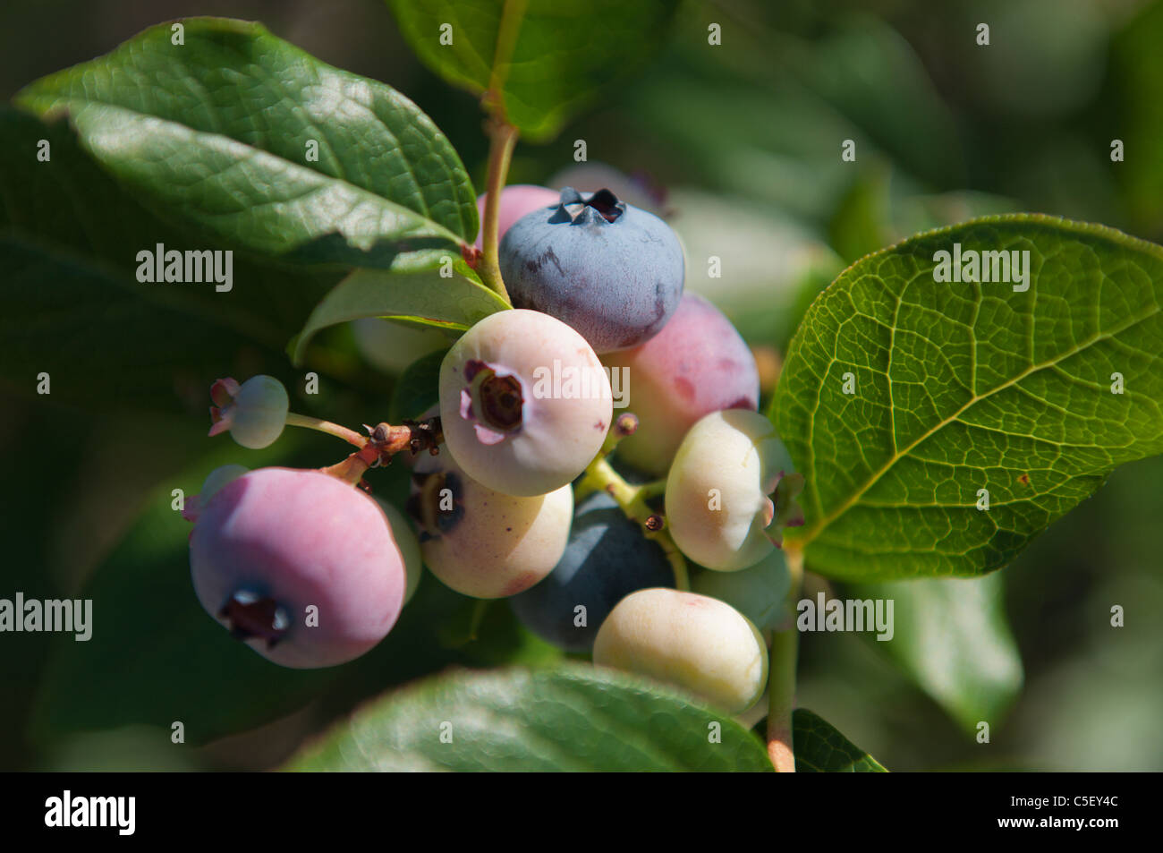 A bunch of ripe and unripe blueberries Stock Photo - Alamy