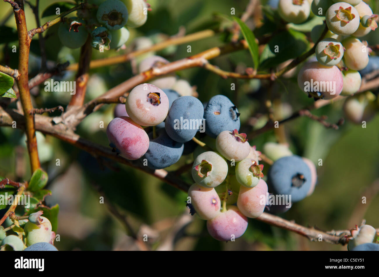 Ripend hi-res stock photography and images - Alamy