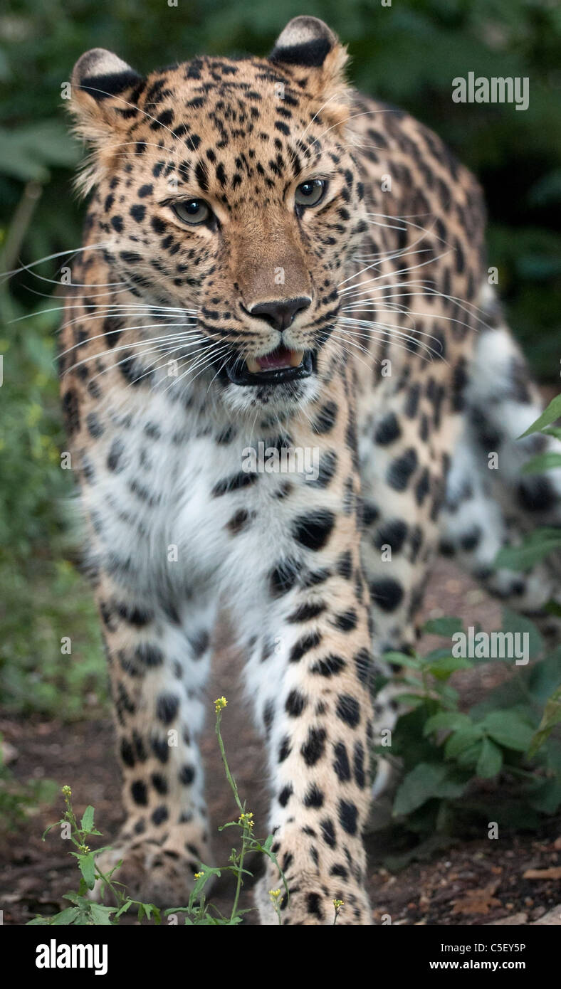 Amur leopard walking camera hi-res stock photography and images - Alamy
