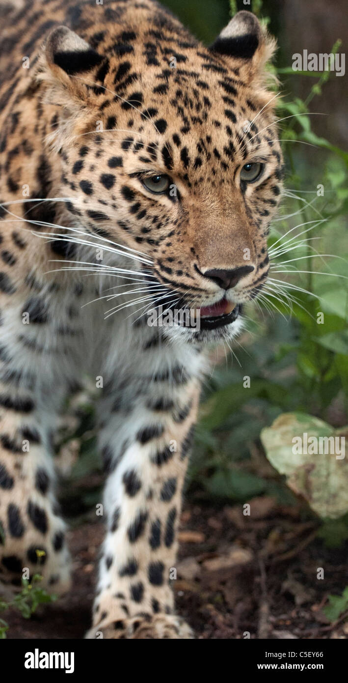 Amur leopard walking camera hi-res stock photography and images - Alamy