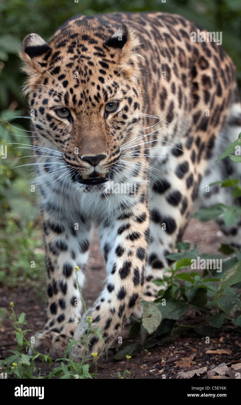 Amur leopard walking camera hi-res stock photography and images - Alamy