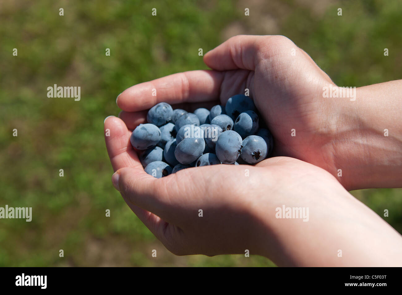Woman's hand holding freshly picked blueberries Stock Photo - Alamy