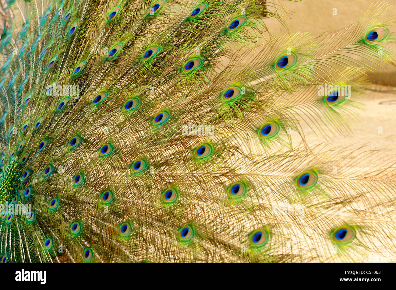 Peacocks tail hi-res stock photography and images - Alamy
