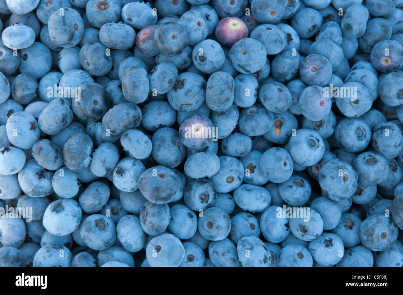Freshly picked blueberries Stock Photo - Alamy