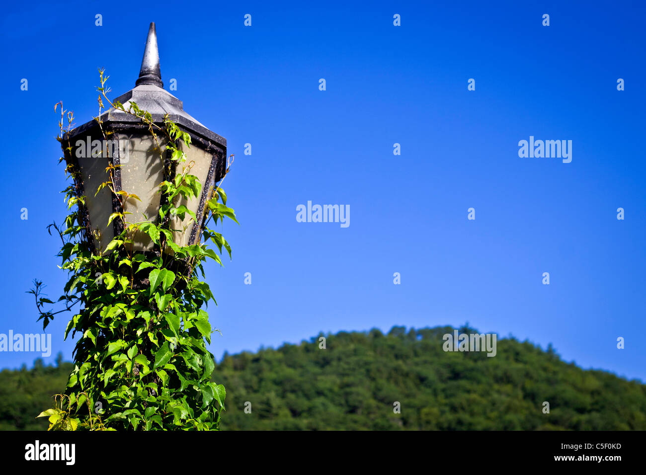 An ivy covered lamp post against a blue sky Stock Photo - Alamy