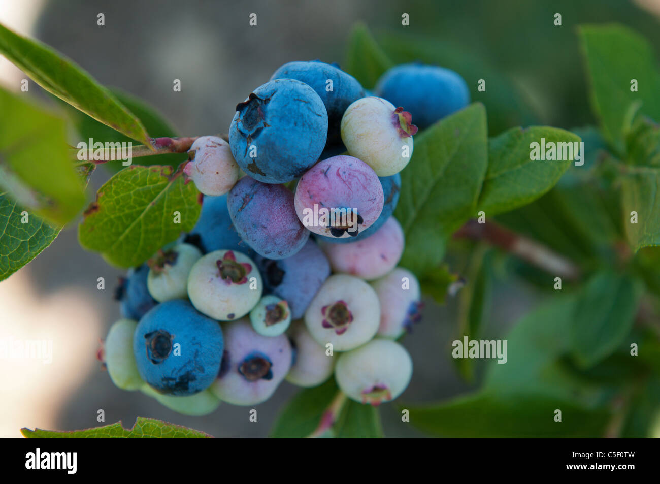 A bunch of ripe and unripe blueberries Stock Photo - Alamy