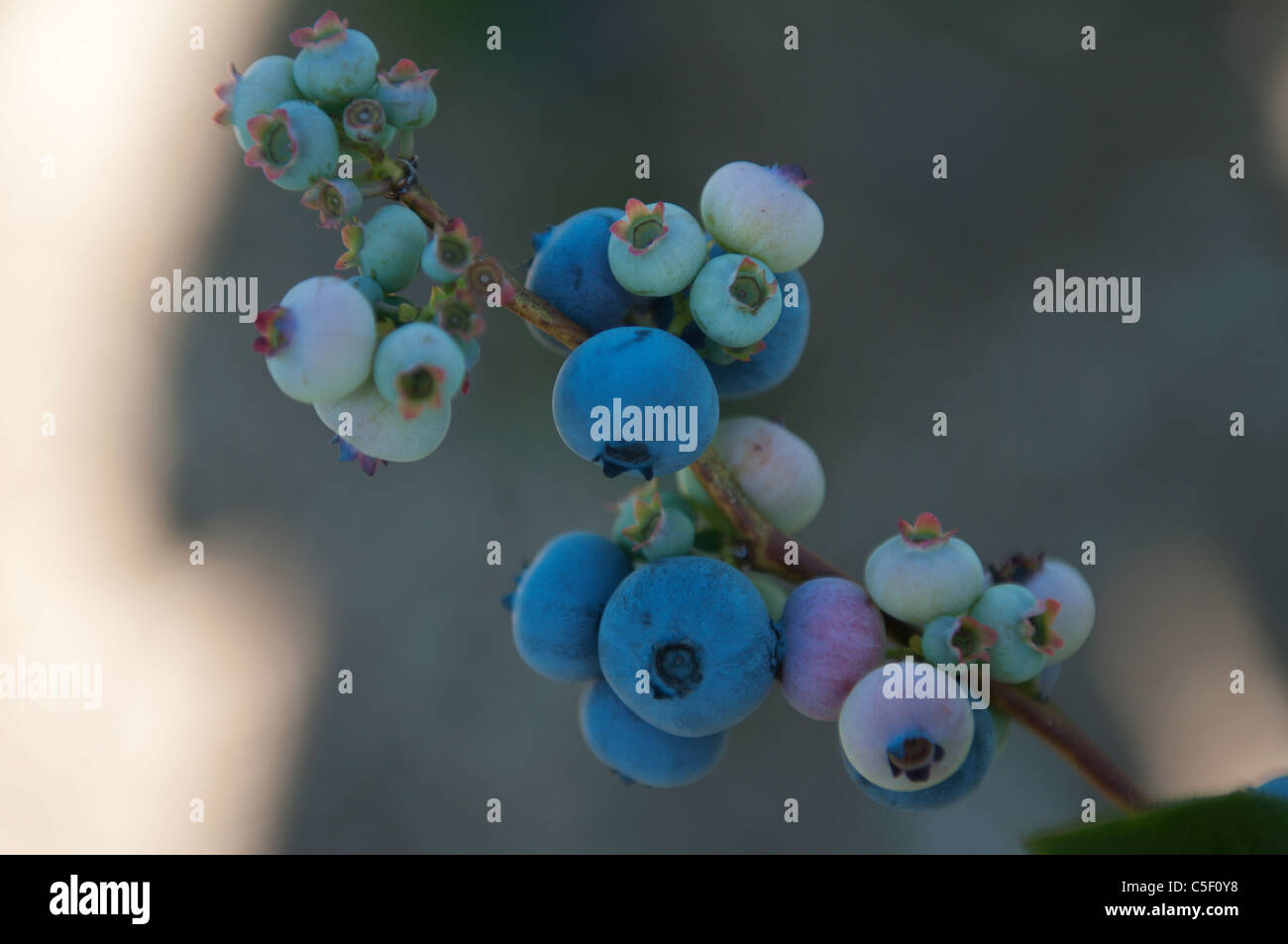 Blueberries unripe hi-res stock photography and images - Alamy