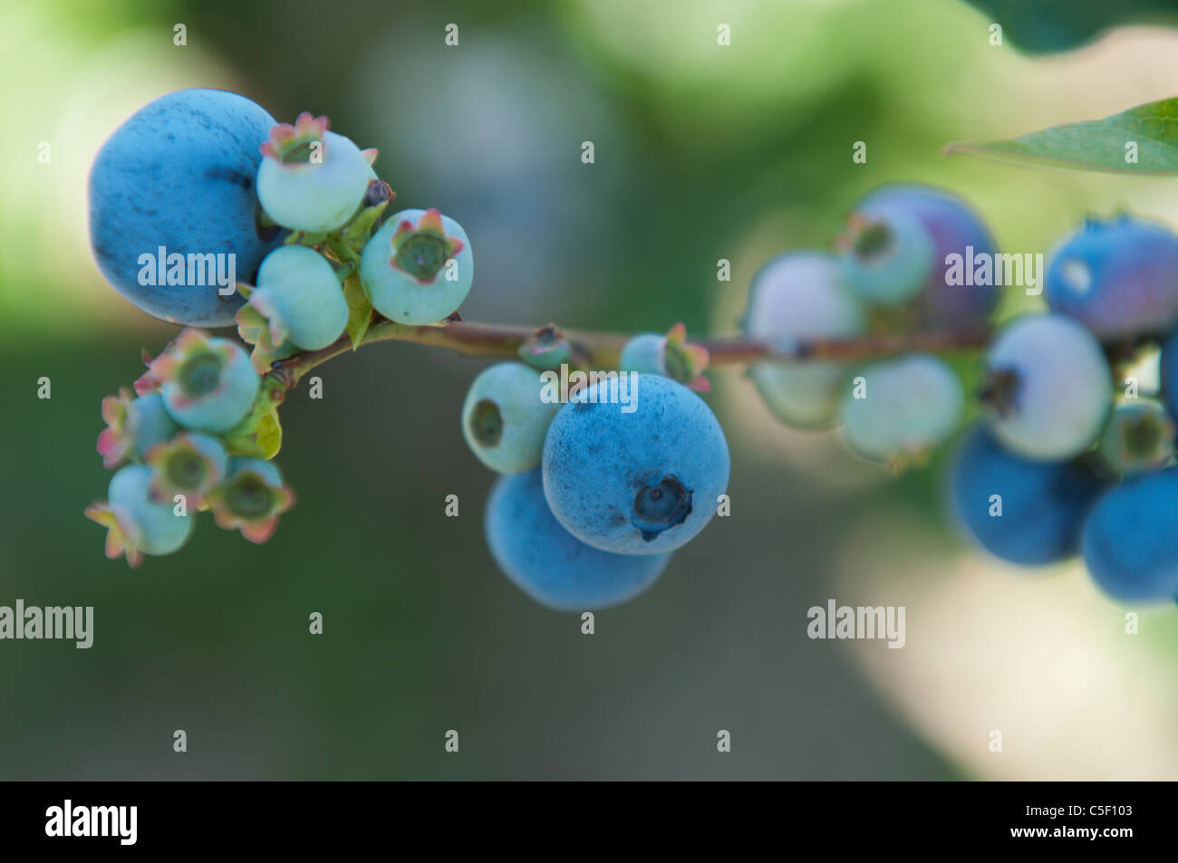 A bunch of ripe and unripe blueberries Stock Photo - Alamy