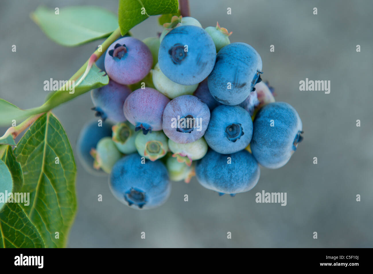 Blueberries unripe hi-res stock photography and images - Alamy