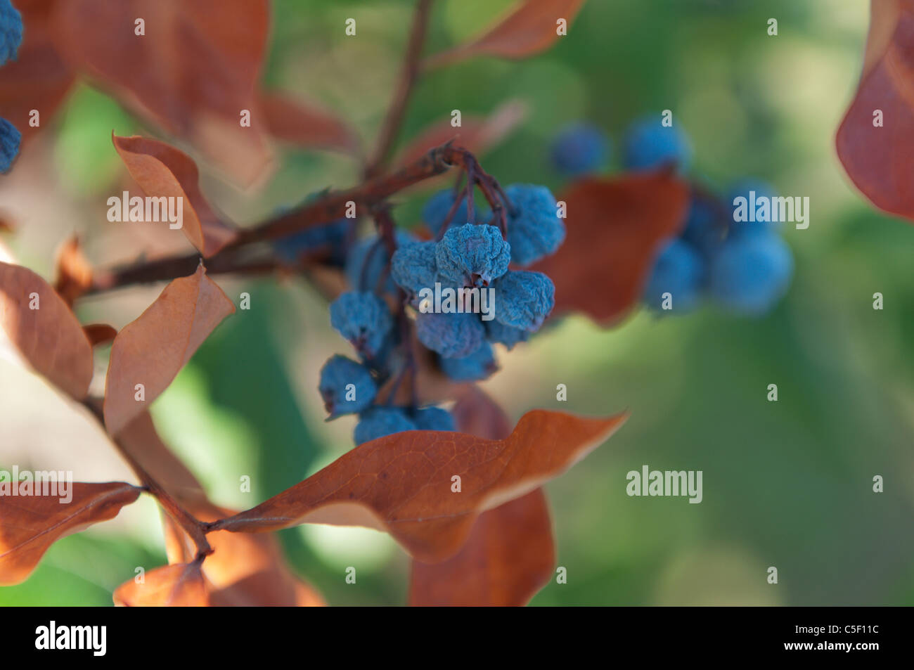 A bunch of old shriveled blueberries Stock Photo - Alamy