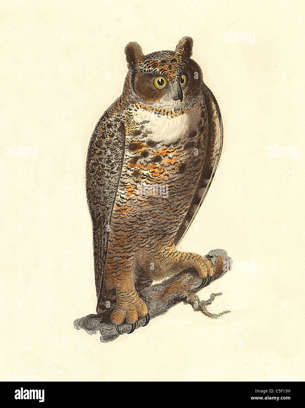 Vintage Horned Owl Illustration at Teresa Stauffer blog