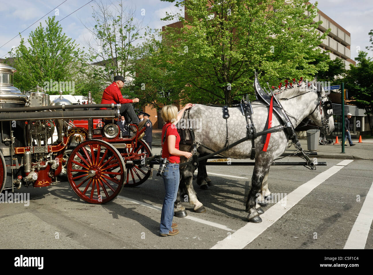 Horses team of percheron horses hi-res stock photography and images - Alamy