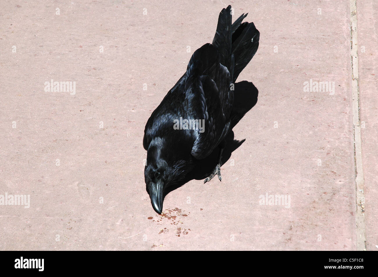 A crow turns it's head to look at the photographer at the Grand Canyon ...
