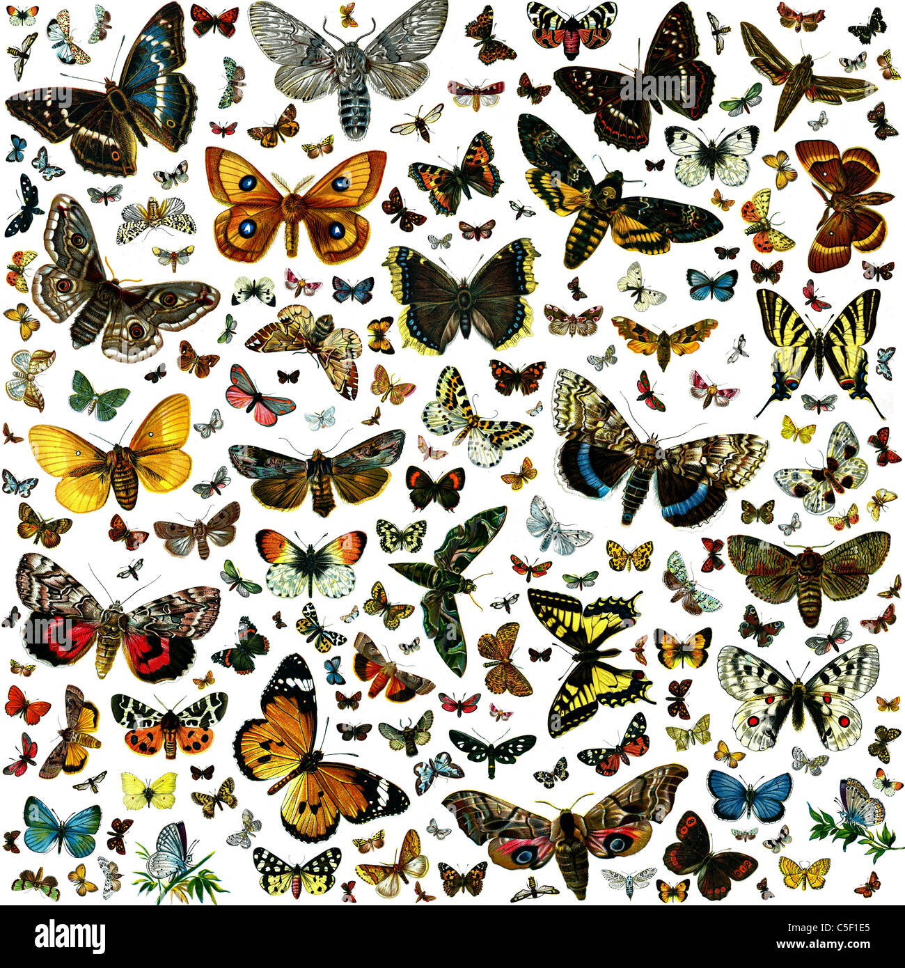 Butterfly Collage Stock Photo - Alamy