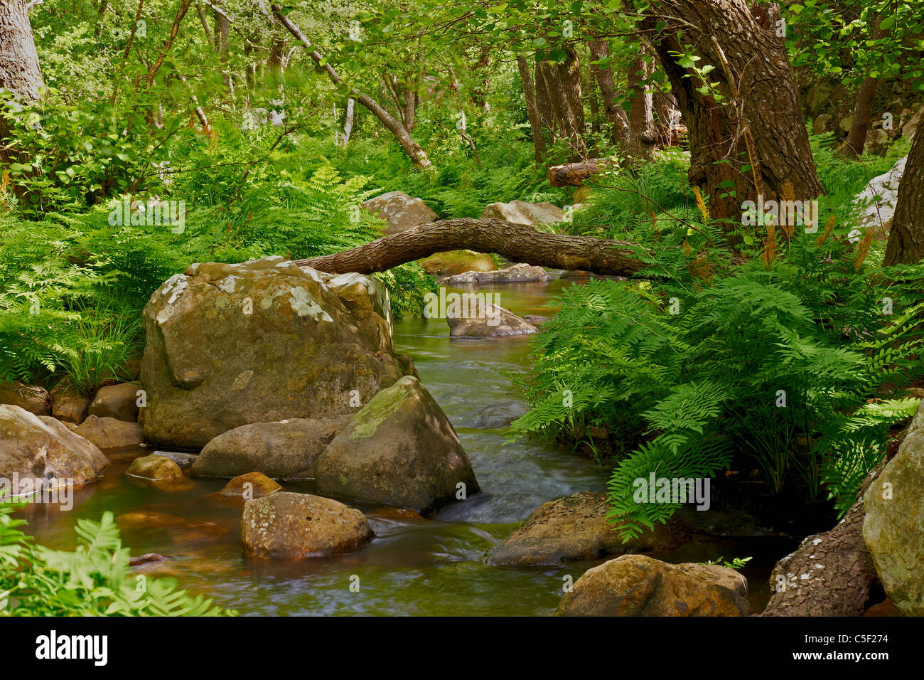 waterfalls river,andalusia,natural park forest,Los Alcornocales,San ...