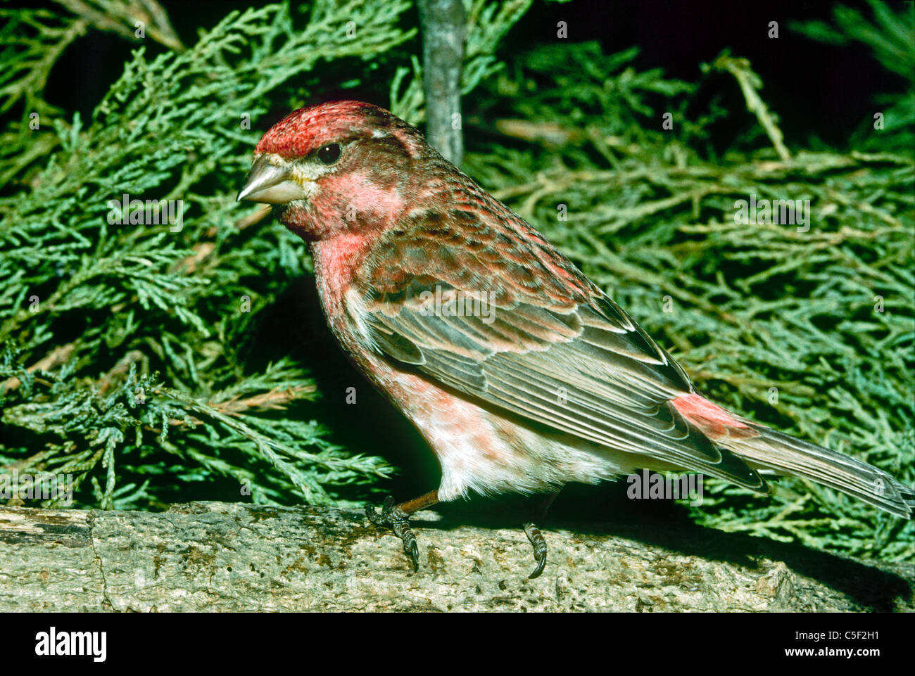 Carpodacus purpureus plumage hi-res stock photography and images - Alamy