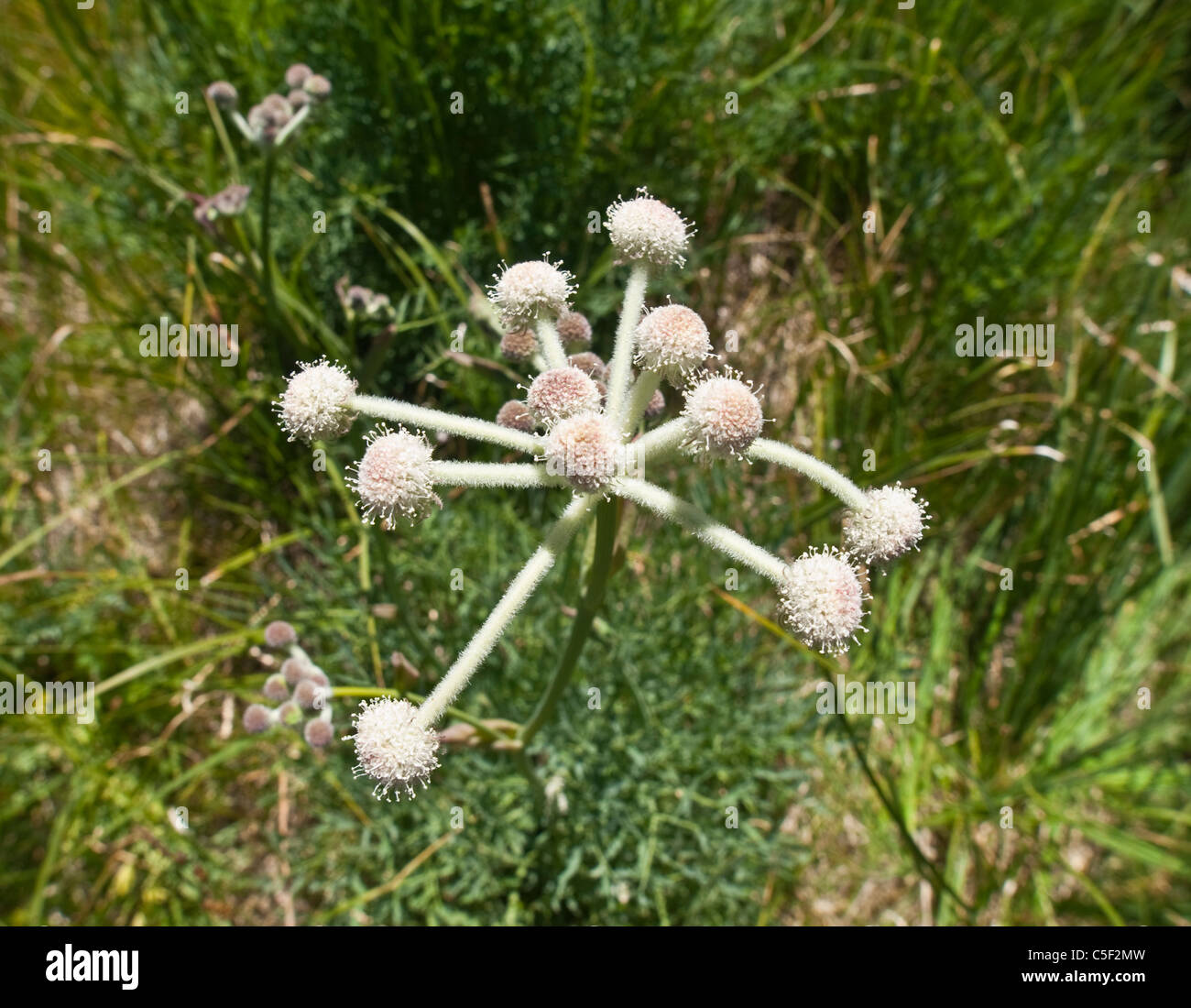 Rare Ranger Button flower thriving at the 9000 foot elevation in the ...