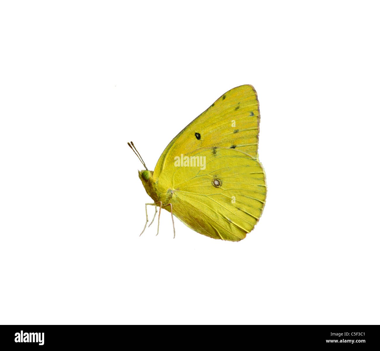 Cloudless Sulfur Butterfly