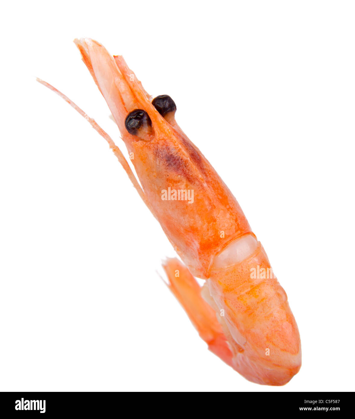 Shrimp eyes Cut Out Stock Images & Pictures - Alamy
