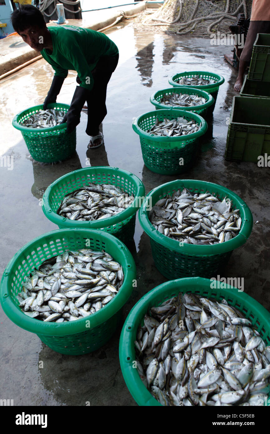 Fish in crates, Pranburi fish market Stock Photo - Alamy