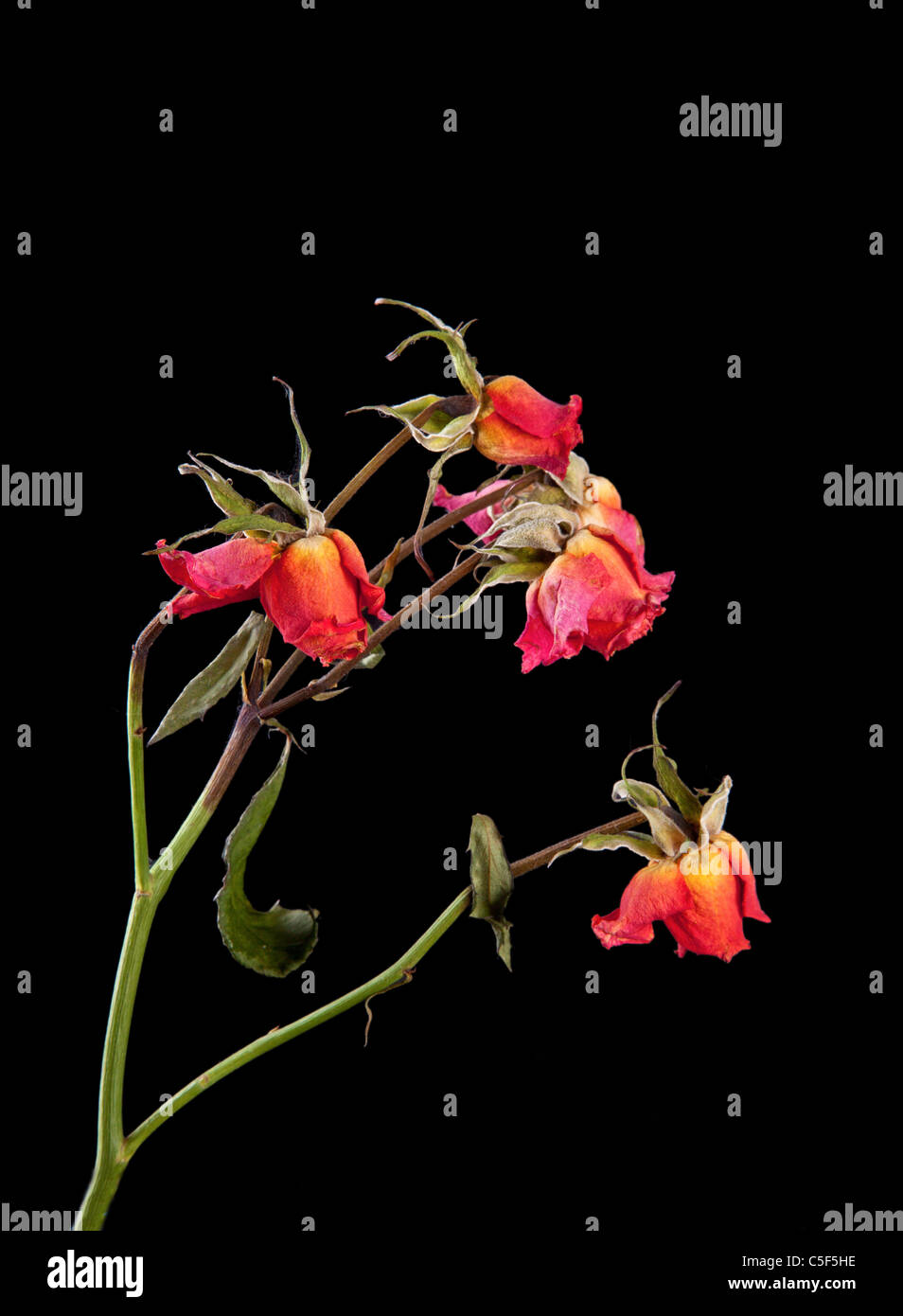 Dead roses isolated on black background Stock Photo - Alamy