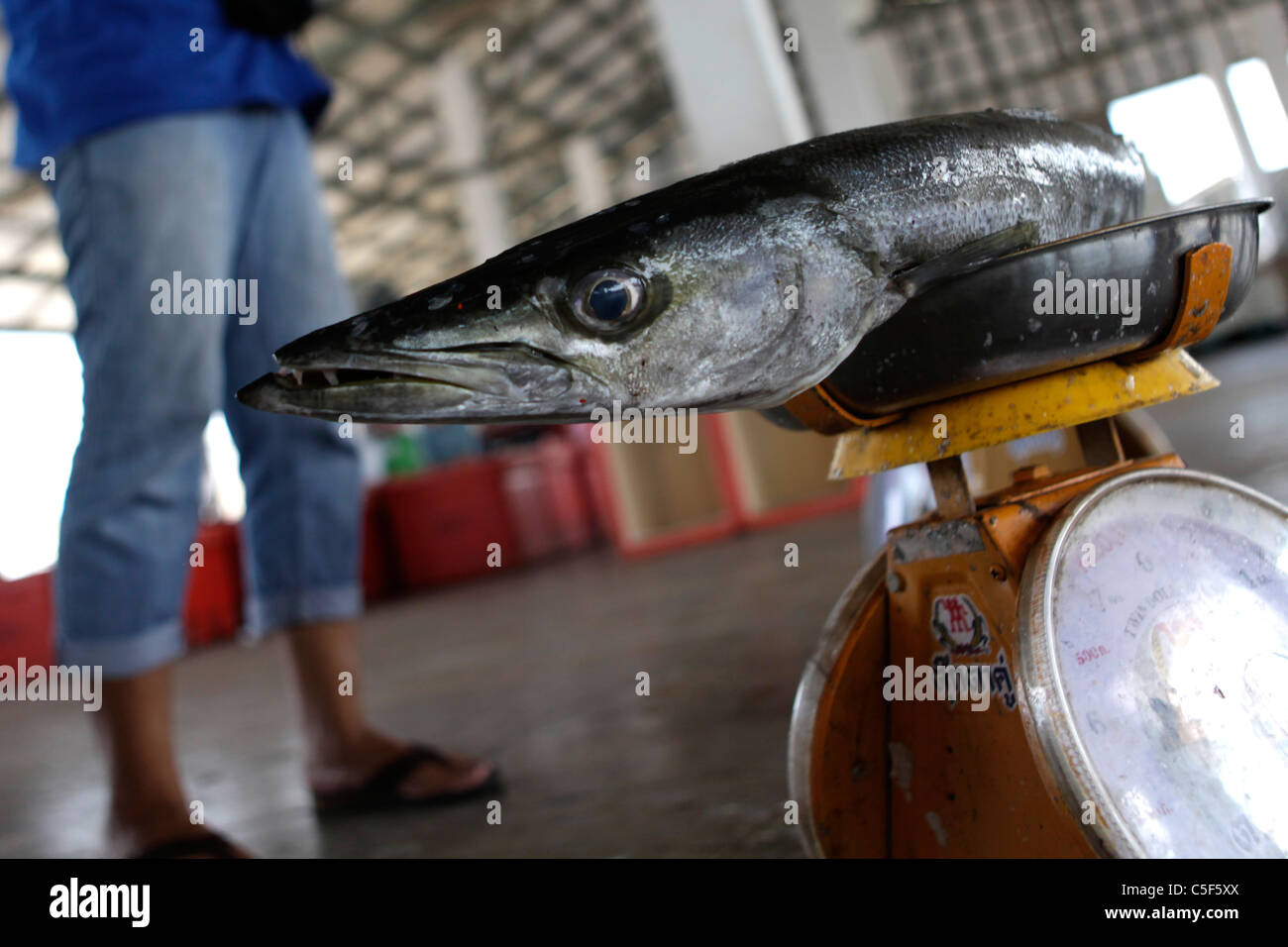 A barracuda fish on a weighing scale at Pranburi fish market Stock ...