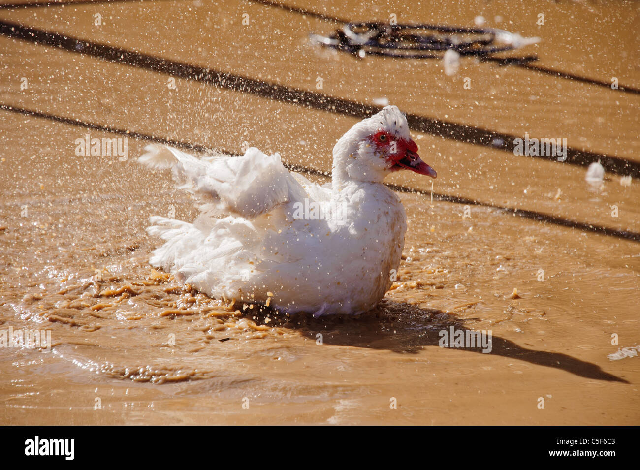 Ducks play in a farmyard puddle Stock Photo - Alamy