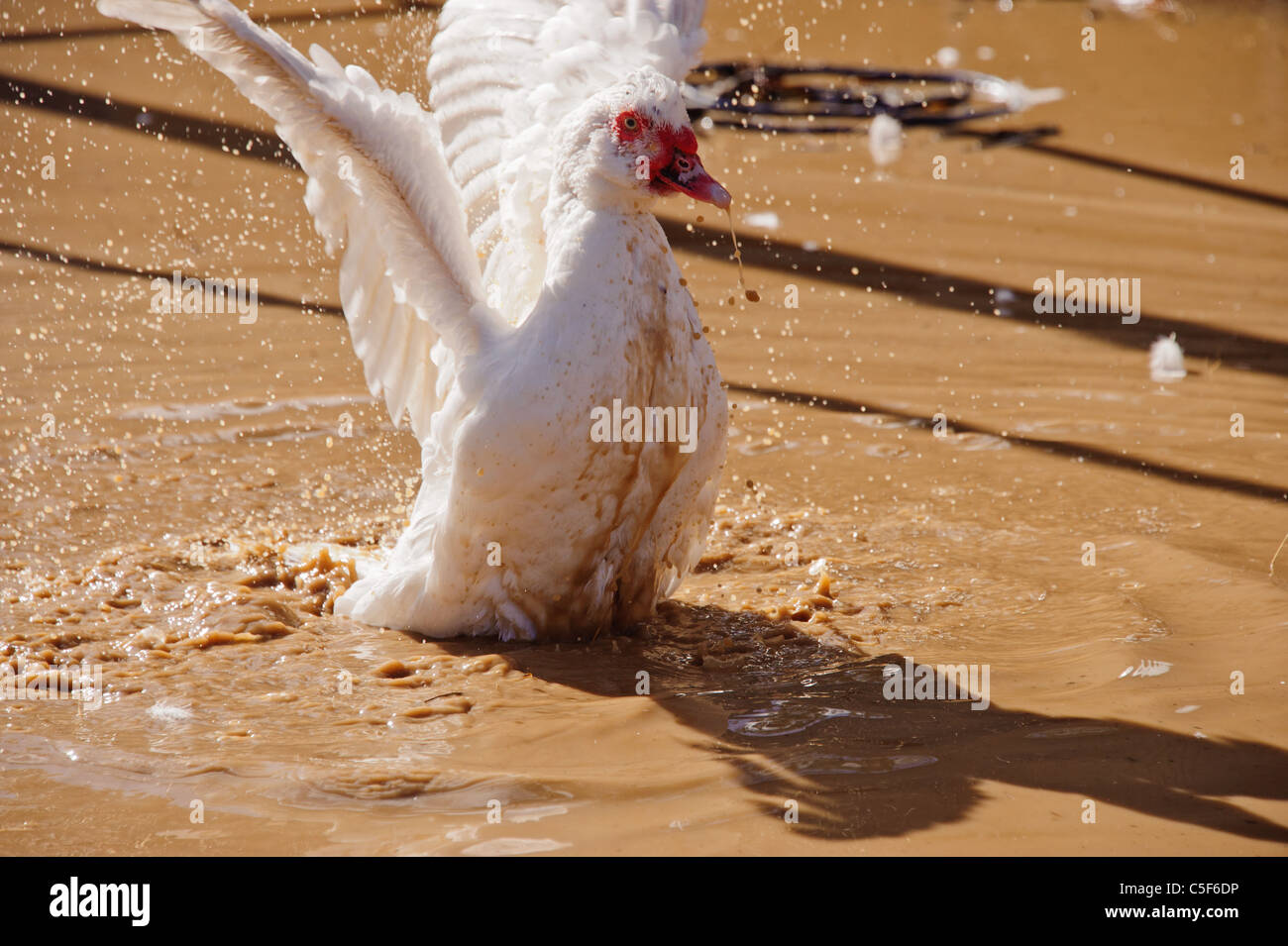 Ducks play in a farmyard puddle Stock Photo - Alamy