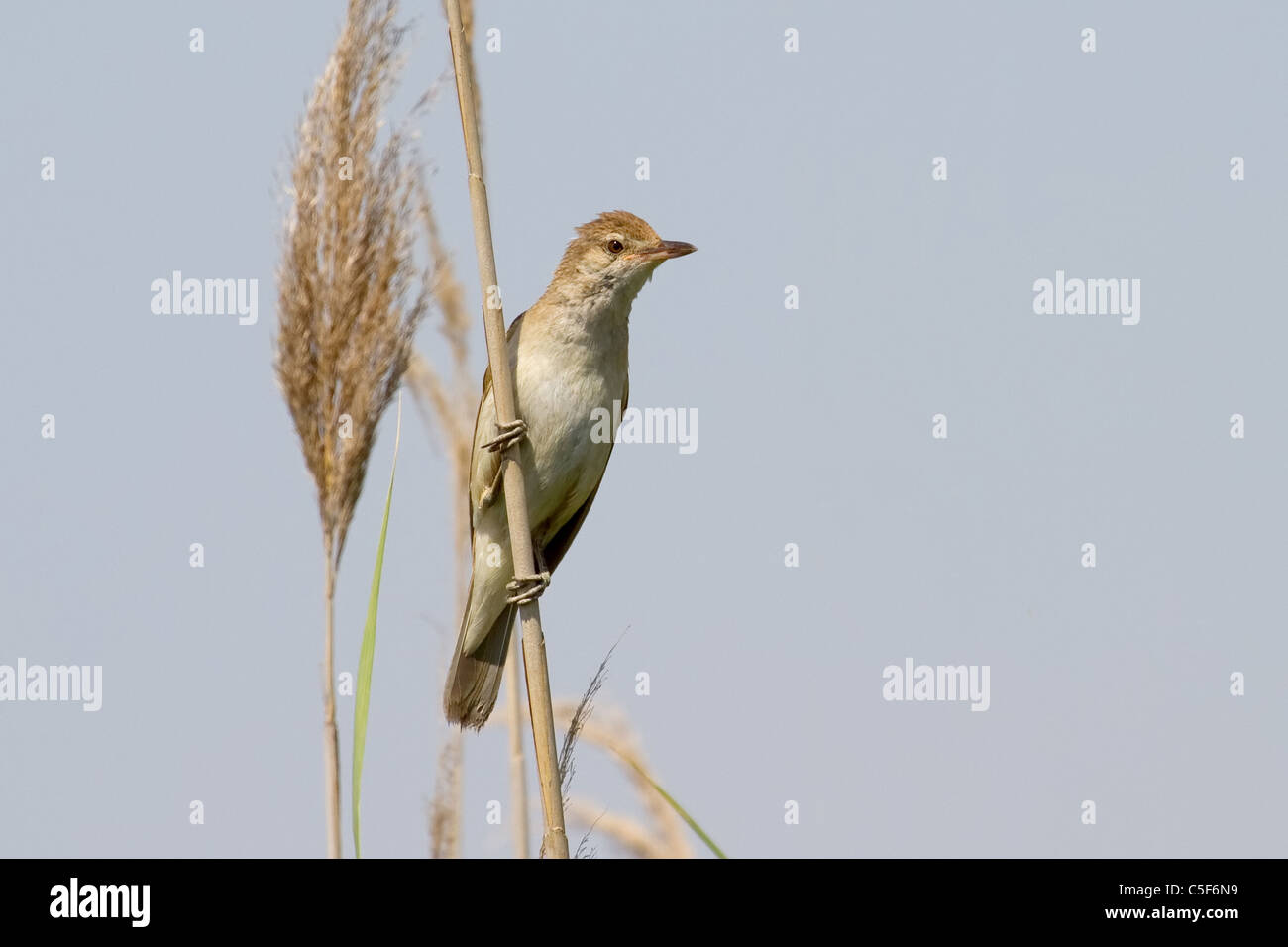 A Great Reed Warbler (Acrocephalus arundinaceus) on a reed Stock Photo ...