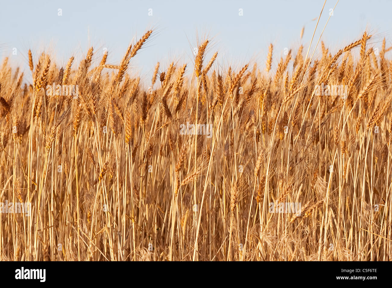 Wheat field ready for harvest Stock Photo - Alamy