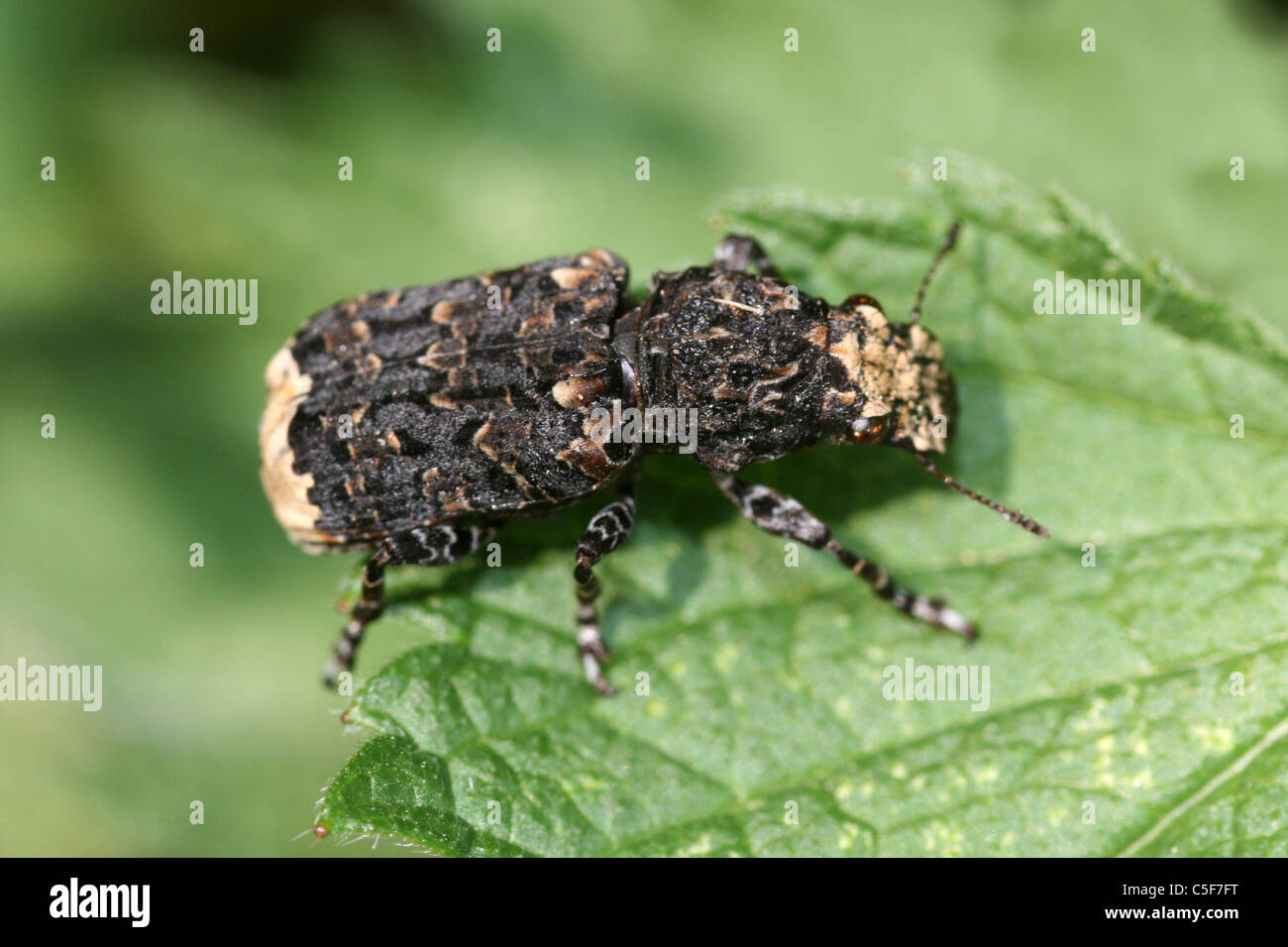 Cramp-Ball Fungus Weevil Platyrhinus resinosus Taken in Lincolnshire ...