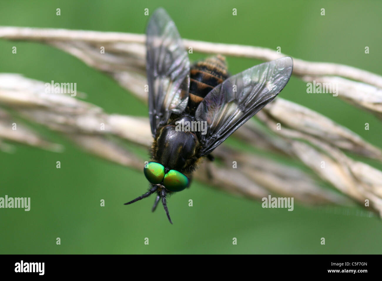 Uk British Flies Diptera Insect Insects Stock Photos Uk