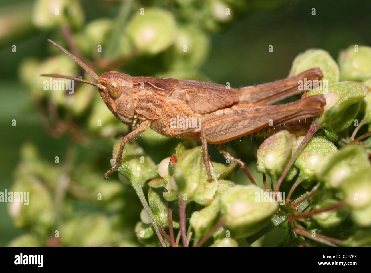 Field Grasshopper Chorthippus brunneus nymph, Lincolnshire, UK Stock ...