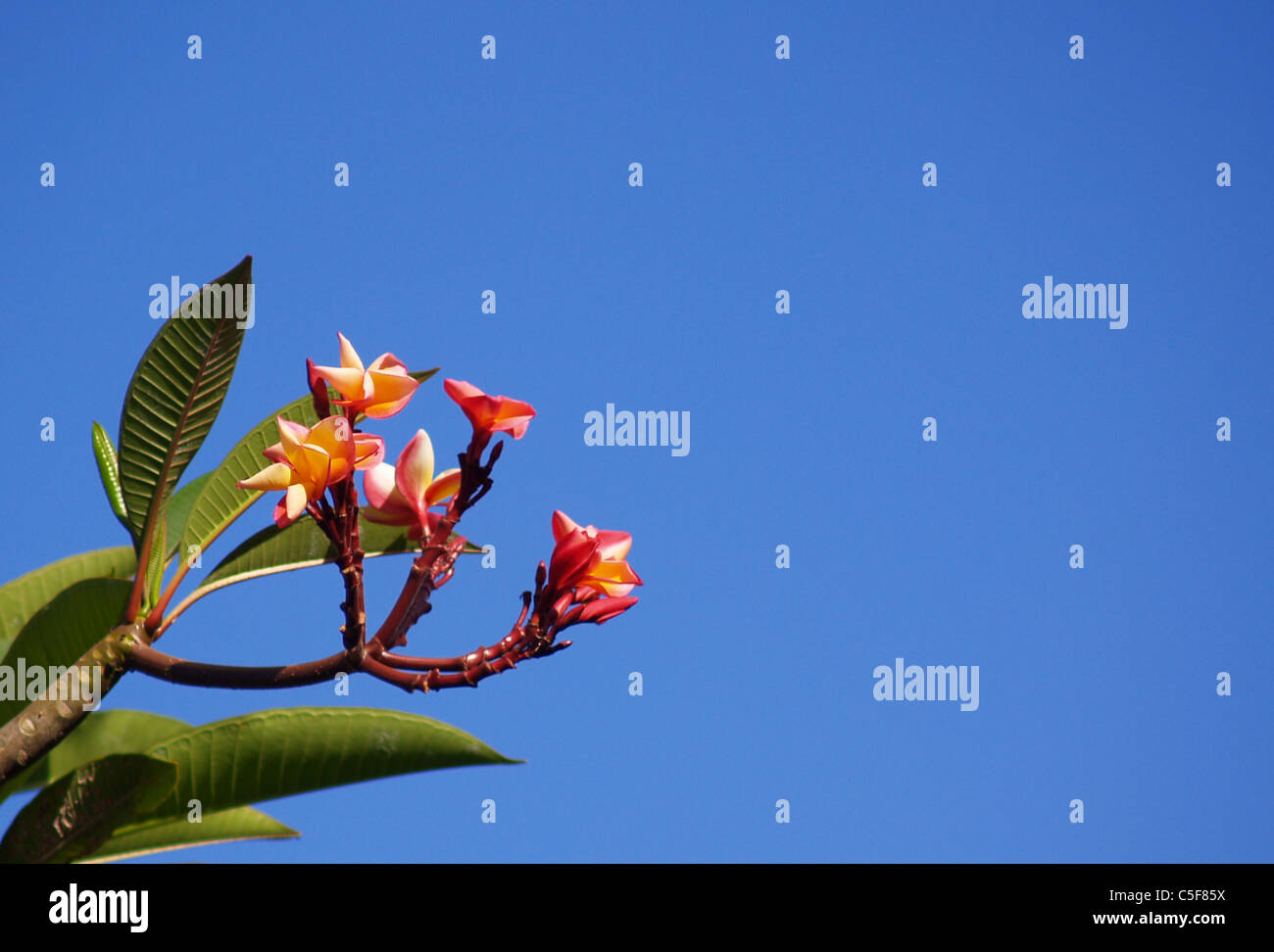 Flower under the sky hi-res stock photography and images - Alamy