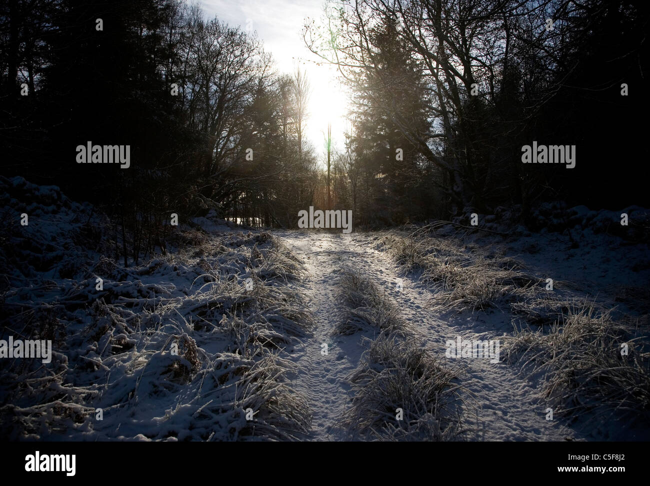 Snow on a forest track in Scotland Stock Photo - Alamy