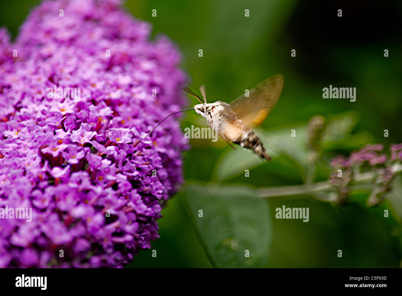 Humming bird hawk moth,Norfolk Stock Photo - Alamy