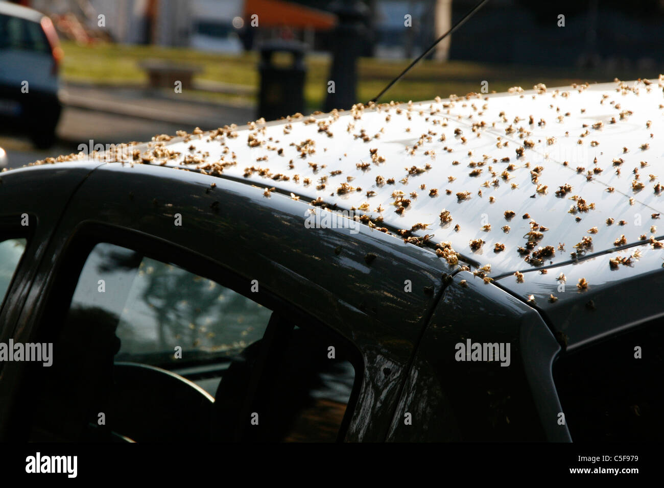 fallen seeds pollen on car roof Stock Photo - Alamy