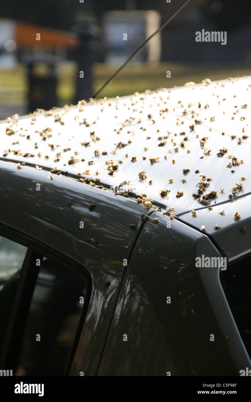Pollen On Car