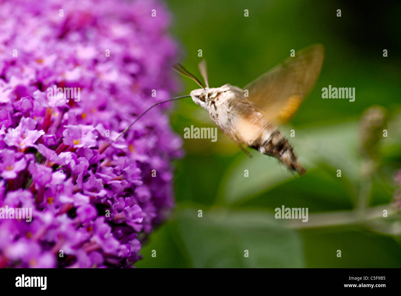 Hummingbird Hawk moth on flower, Norfolk wildlife Stock Photo - Alamy