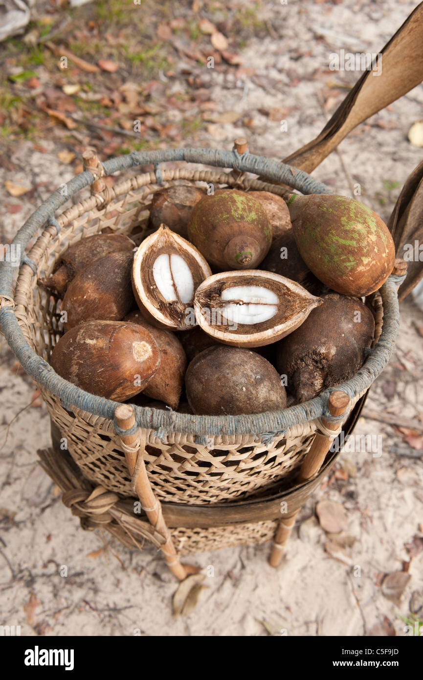 Babassu nuts hi-res stock photography and images - Alamy
