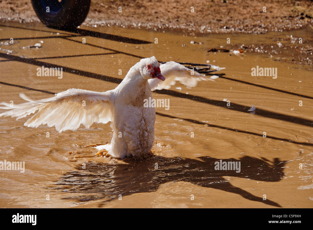 Ducks play in a farmyard puddle Stock Photo - Alamy